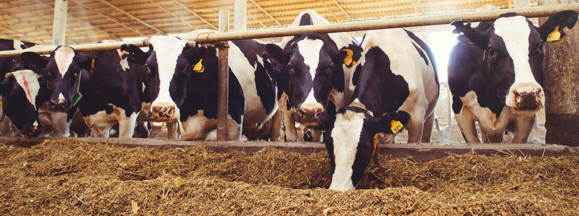 Cheff Farm Solutions | Farm solutions in Eastern Ontario